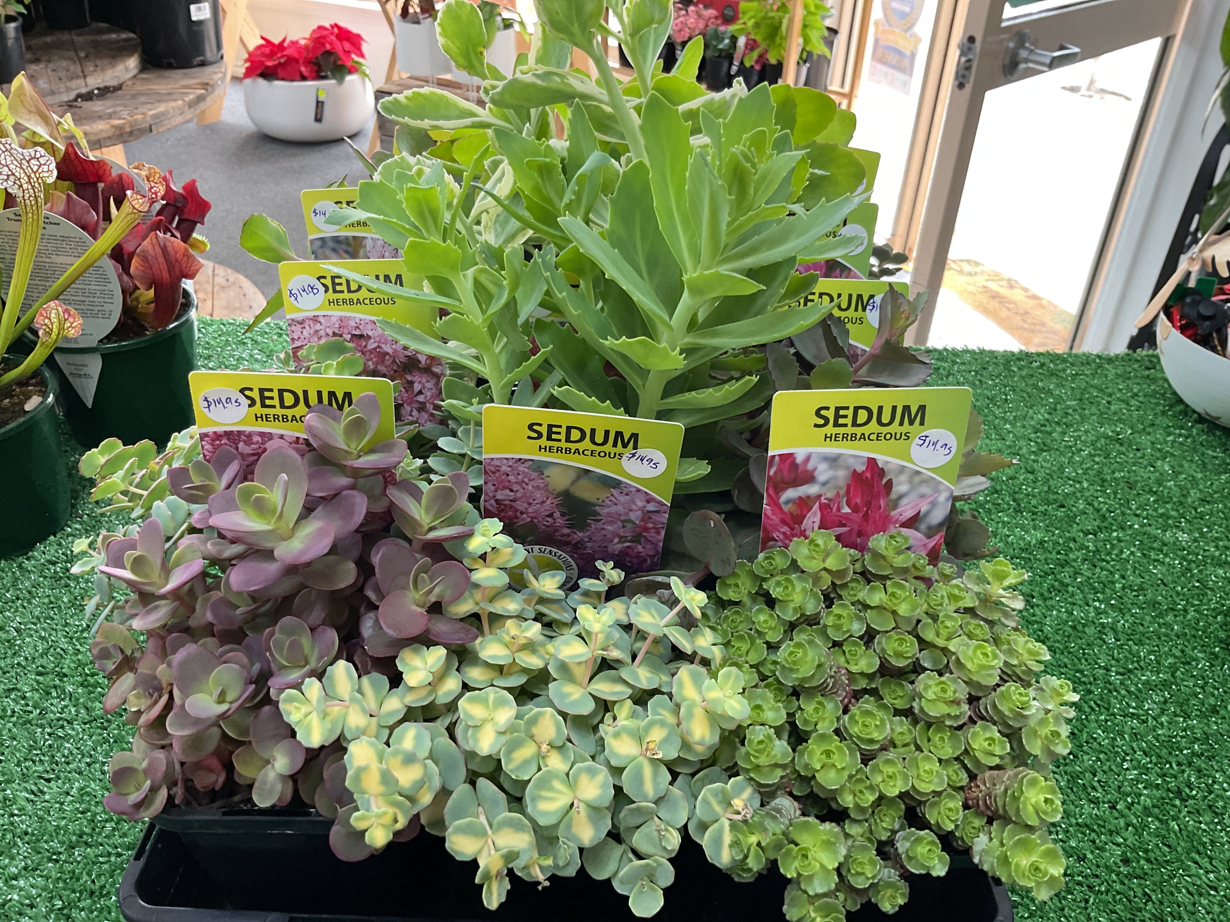 Sedum - Assorted – Pots Of Love Handmade